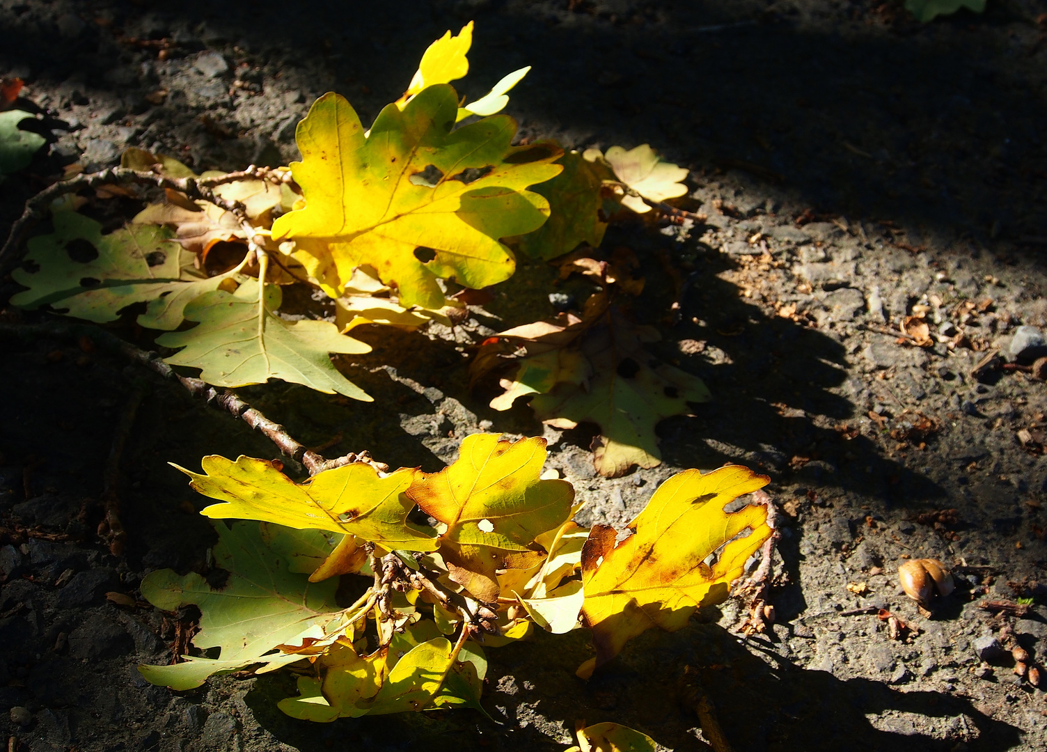 Eichenlaub Foto & Bild | bäume, natur, herbst Bilder auf fotocommunity