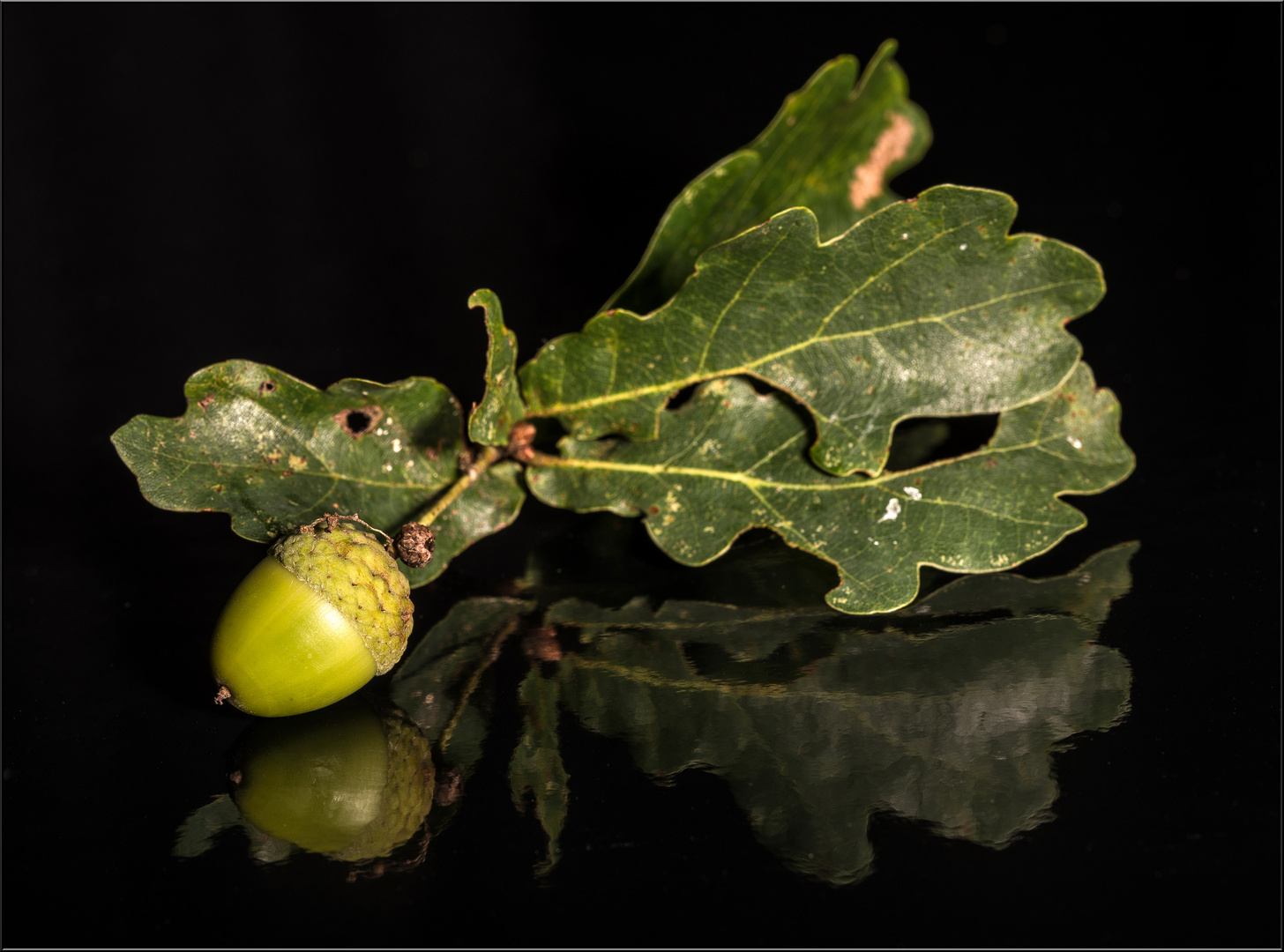 Eichenlaub gespiegelt Foto & Bild | stillleben, pflanzen, pilze ...