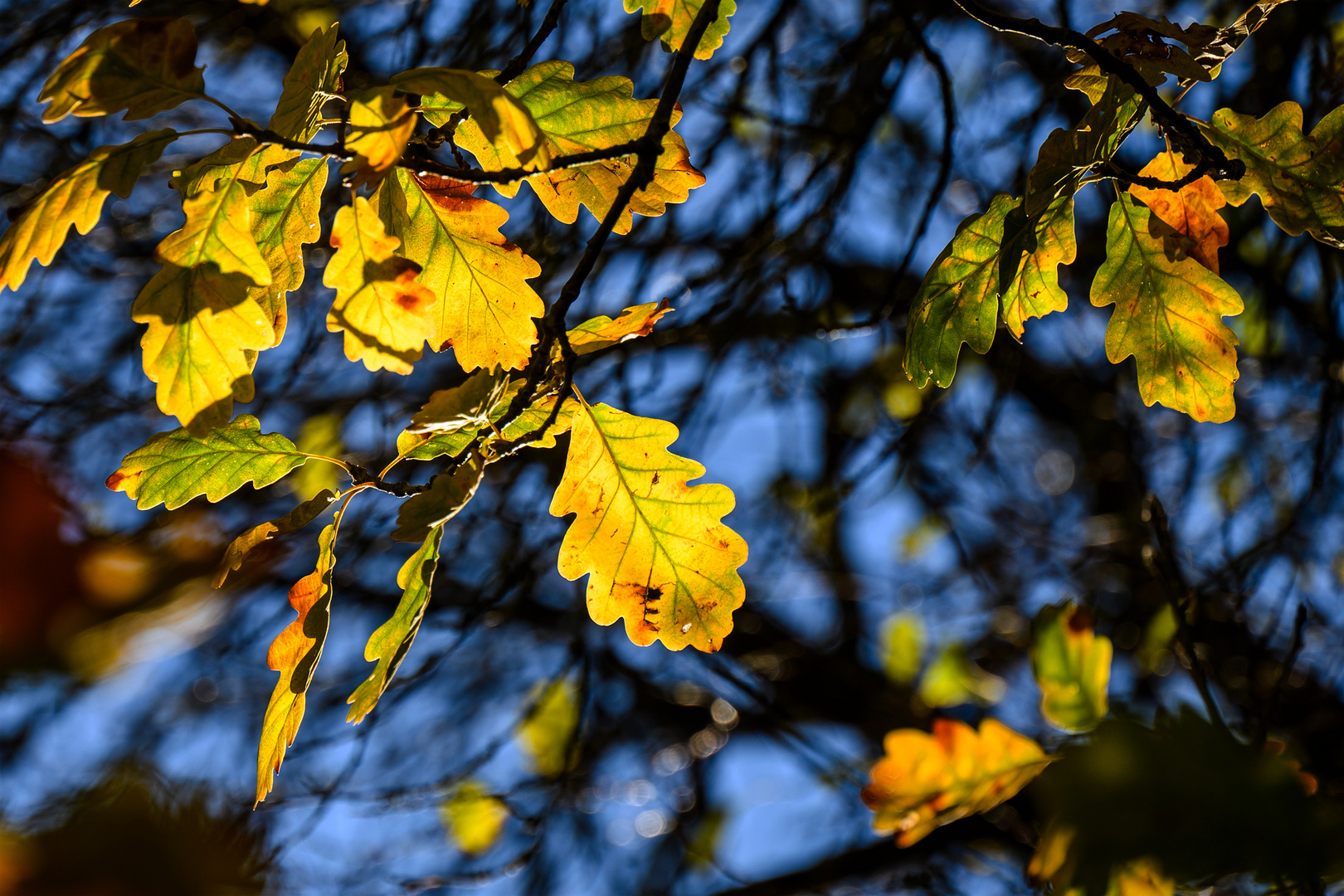 Eichenlaub in Gold - Feuilles de chêne en or Foto & Bild | pflanzen ...