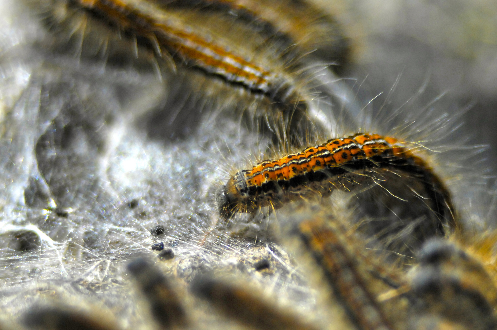 Eichenprozessionsspinner Foto & Bild | tiere, wildlife, wildlife ...