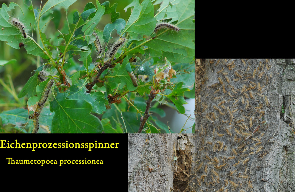 Eichenprozessionsspinner Foto & Bild | tiere, wildlife, insekten Bilder ...