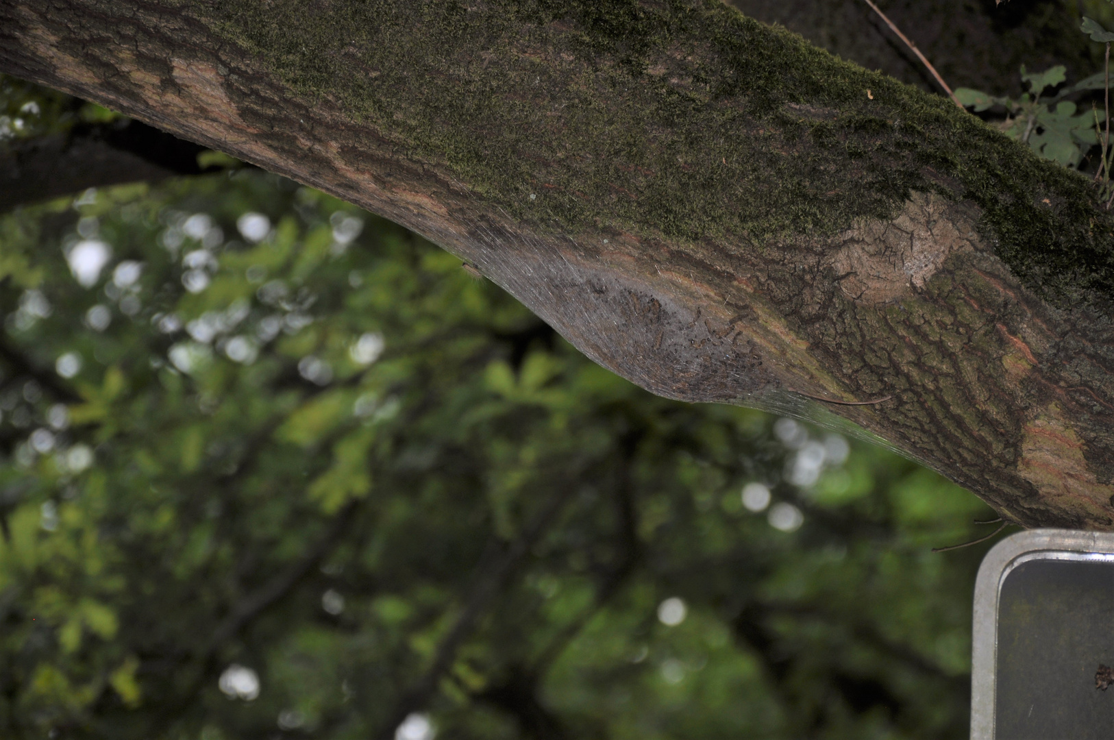 Eichenprozessionsspinner Foto & Bild | tiere, wildlife, schmetterlinge ...