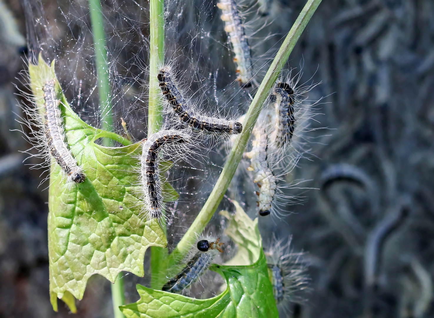 Eichenprozessionsspinner Foto & Bild | natur, insekten, tiere Bilder ...