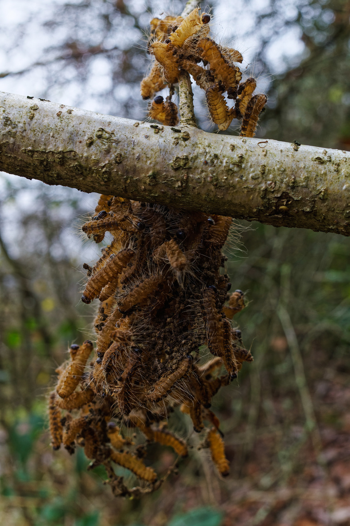 Eichenprozessionsspinner Foto & Bild | natur, herbst, pflanzen Bilder ...