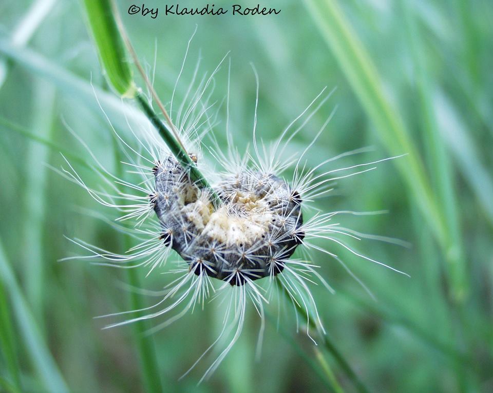 Eichenprozessionsspinner Foto & Bild | tiere, wildlife, insekten Bilder ...