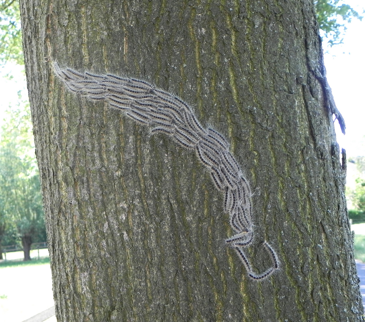 Eichenprozessionsspinner Foto & Bild | tiere, wildlife, insekten Bilder ...