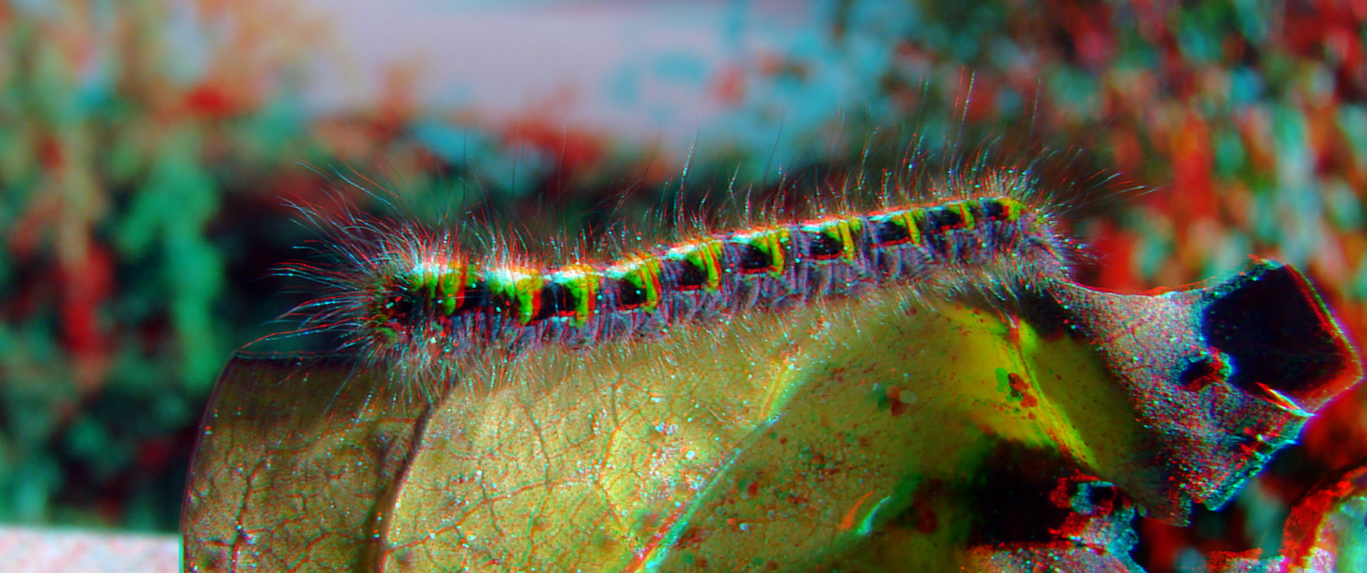 Eichenprozessionsspinner (Raupe) Foto & Bild | spezial, natur, wildlife ...