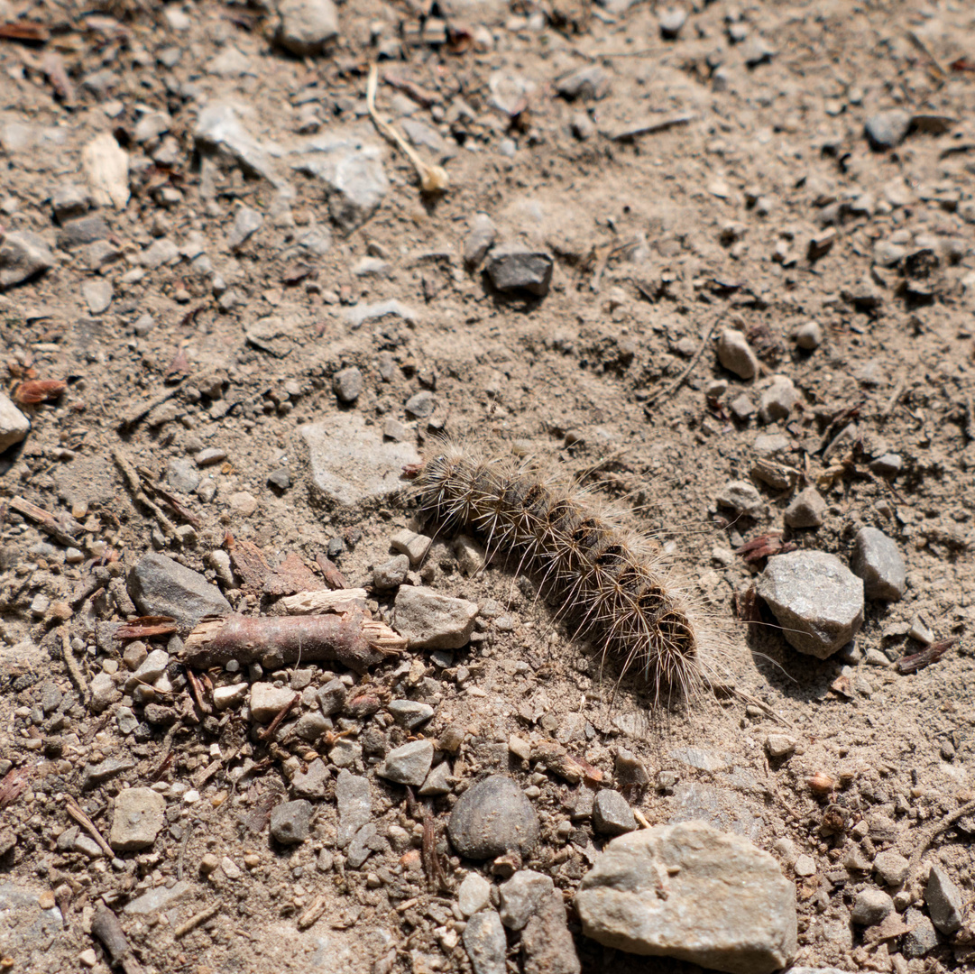 Eichenprozessionsspinner-Raupe Foto & Bild | tiere, wildlife, insekten ...