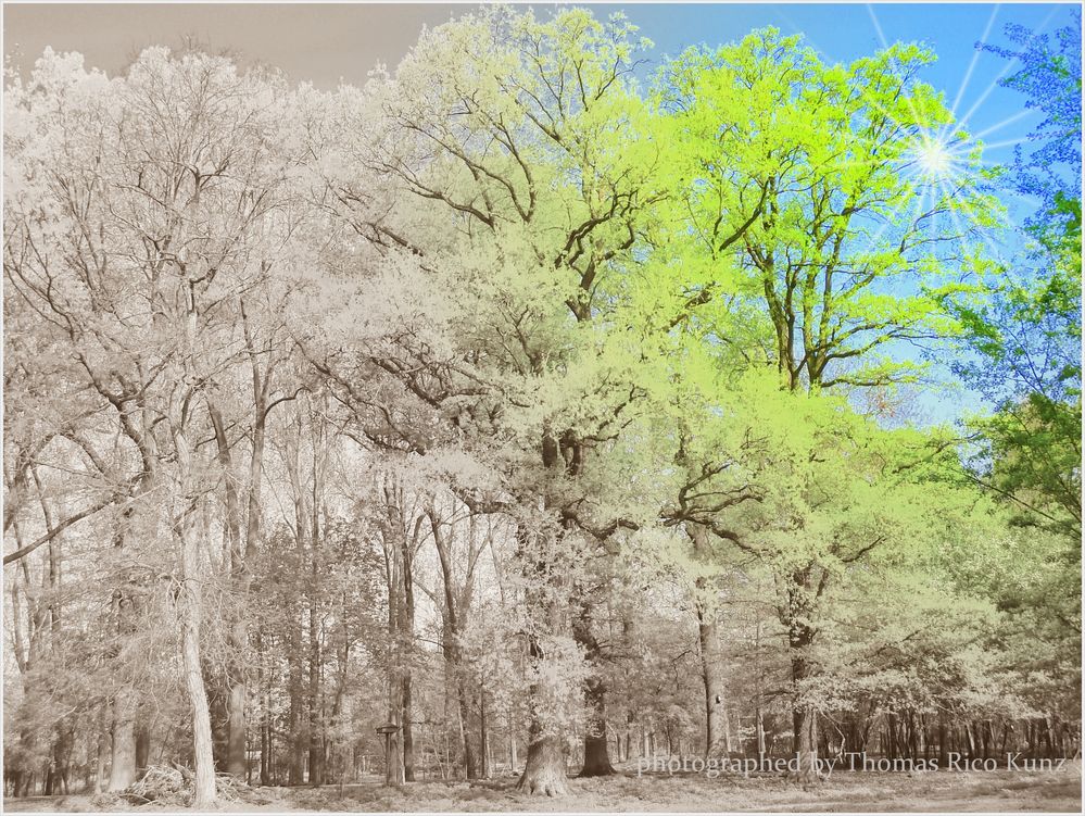 Eichenwald Foto & Bild | bearbeitungs - techniken, himmel, baum Bilder auf fotocommunity