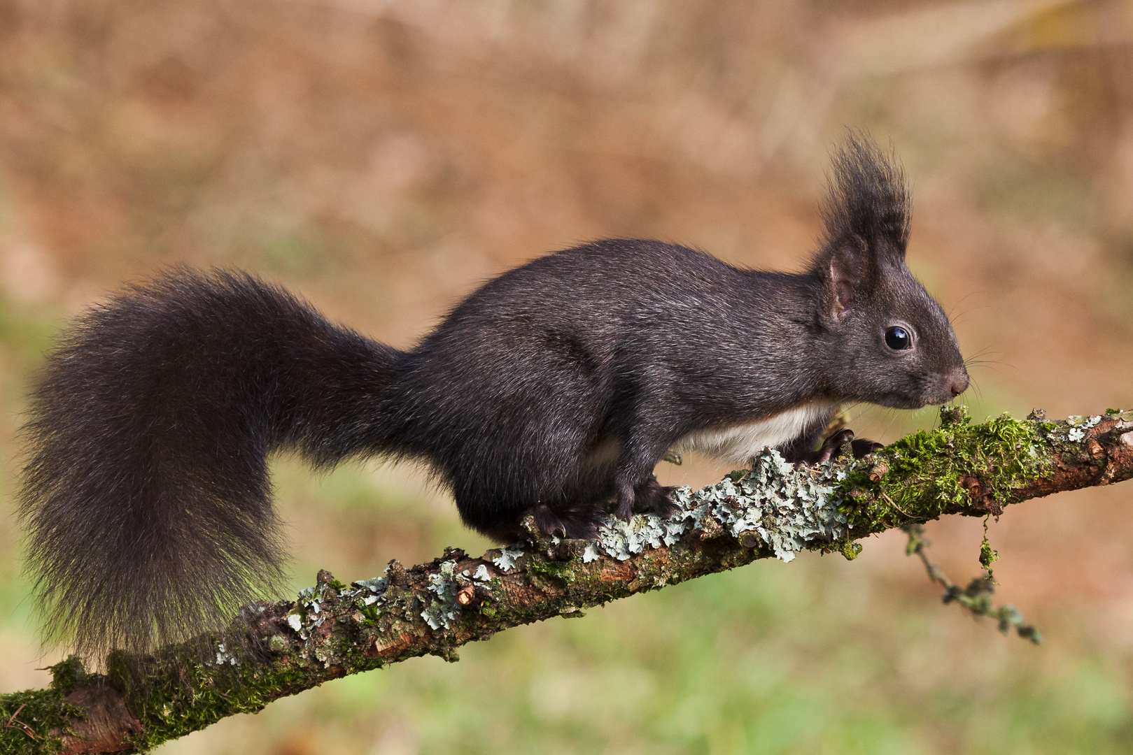 Eichhörnchen... Foto & Bild | tiere, wildlife, säugetiere Bilder auf ...