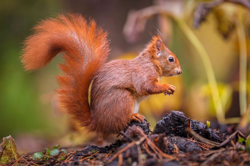 Eichhörnchen Foto And Bild Tiere Wildlife Säugetiere Bilder Auf