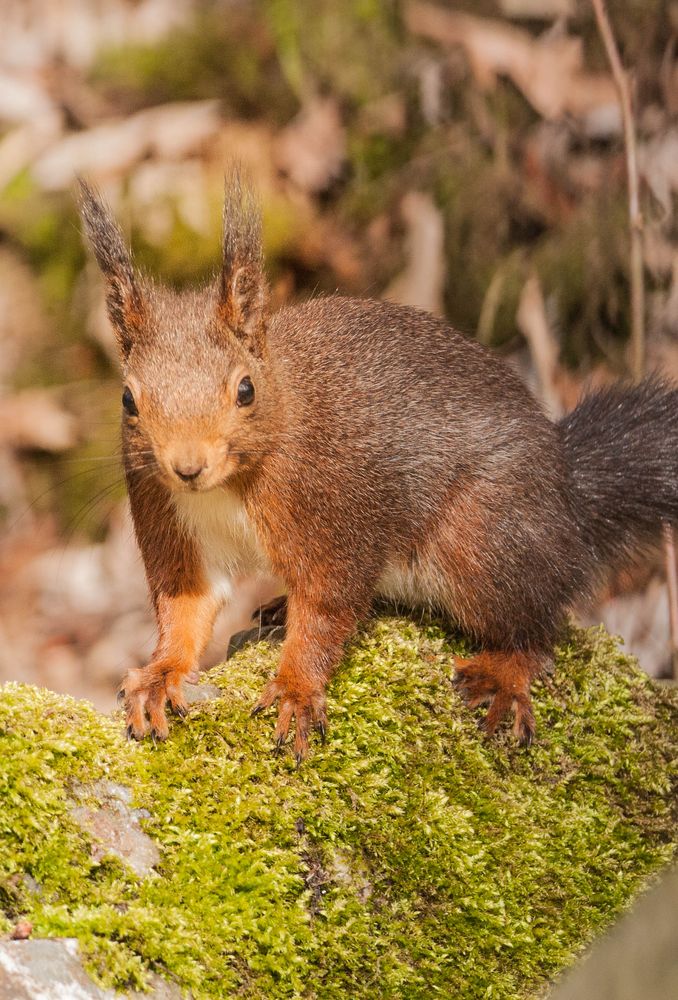 Eichhörnchen Foto & Bild | natur, tiere, wildlife Bilder auf fotocommunity