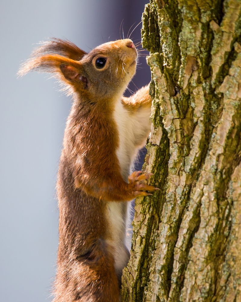 Eichhörnchen am Baum Foto & Bild | natur, tiere, wildlife Bilder auf fotocommunity