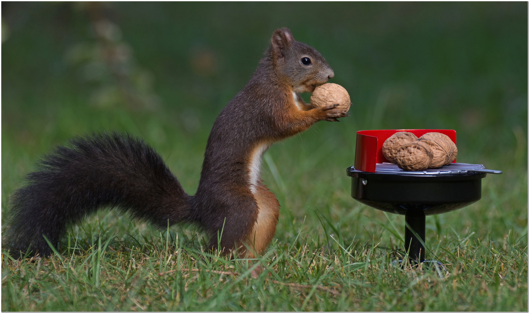 Eichhörnchen beim Grillen Foto & Bild | tiere, wildlife, wildlife ...