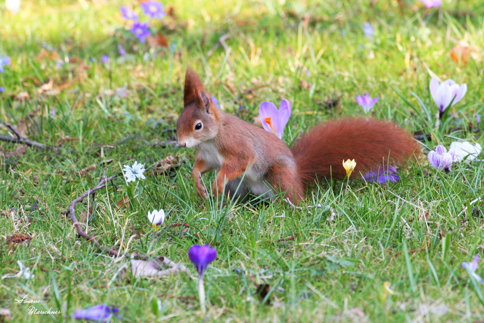 Eichhörnchen-Freude Foto & Bild | tiere, wildlife, säugetiere Bilder ...