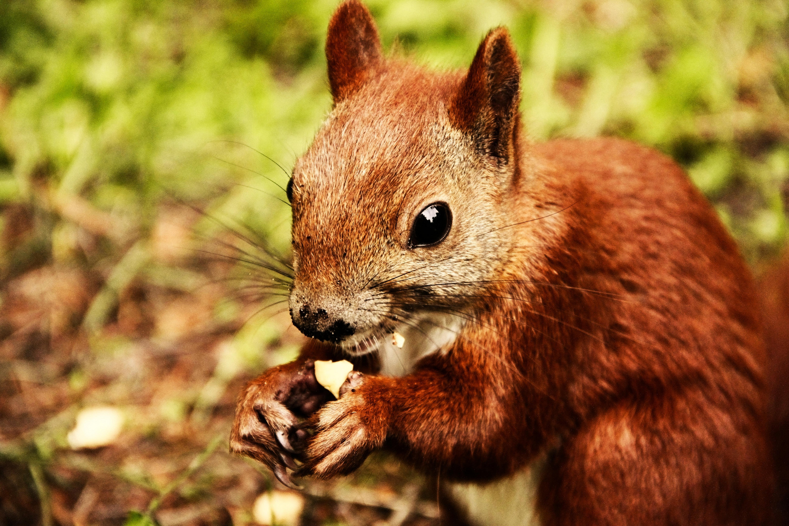 Eichhörnchen im Spandauer Forst Foto & Bild | archiv, pure natur ...