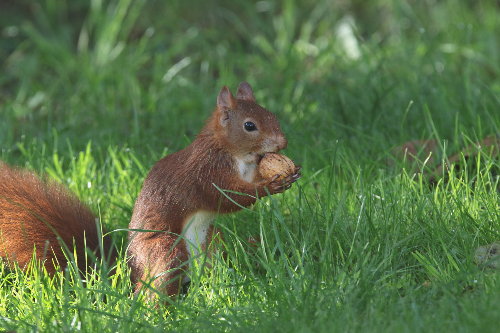 Eichhörnchen sammelt Nüsse 1 _1312 Foto & Bild | natur, tiere, wildlife Bilder auf fotocommunity