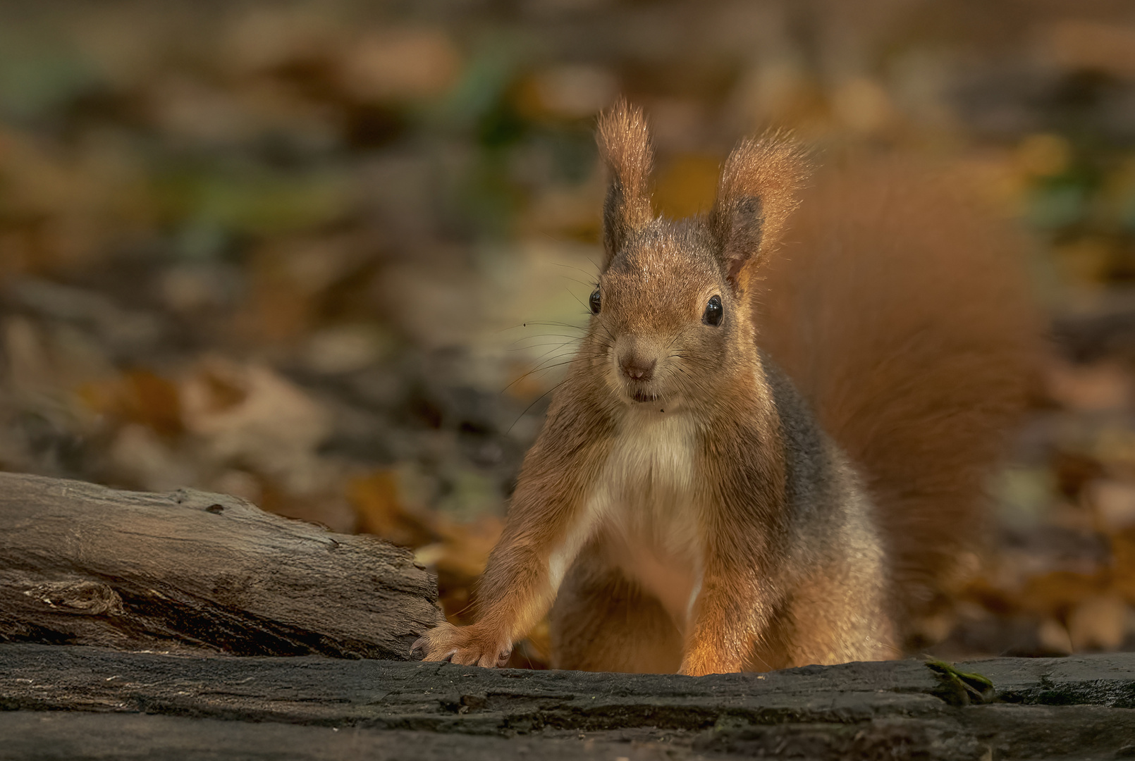 Eichhörnchen sind lebhafte und neugierige Waldbewohner. Foto & Bild | natur, wildlife, neugierig ...