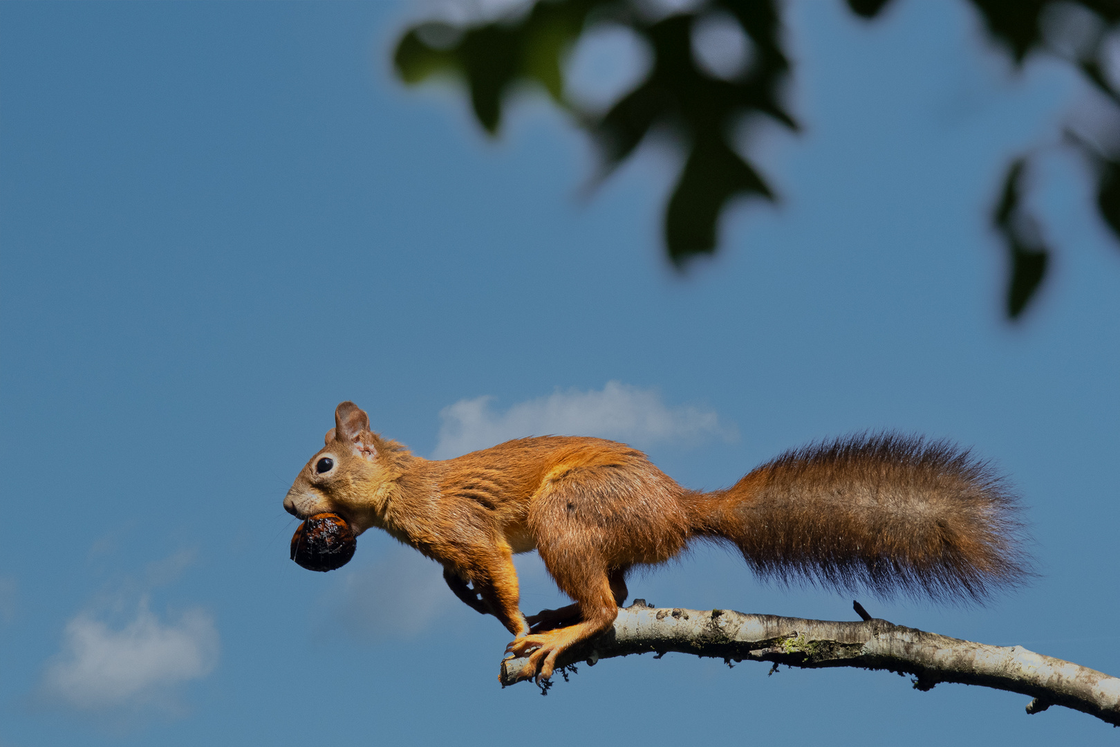 Eichhoernchen-vor-dem-Sprung Foto & Bild | tiere, wildlife, säugetiere ...