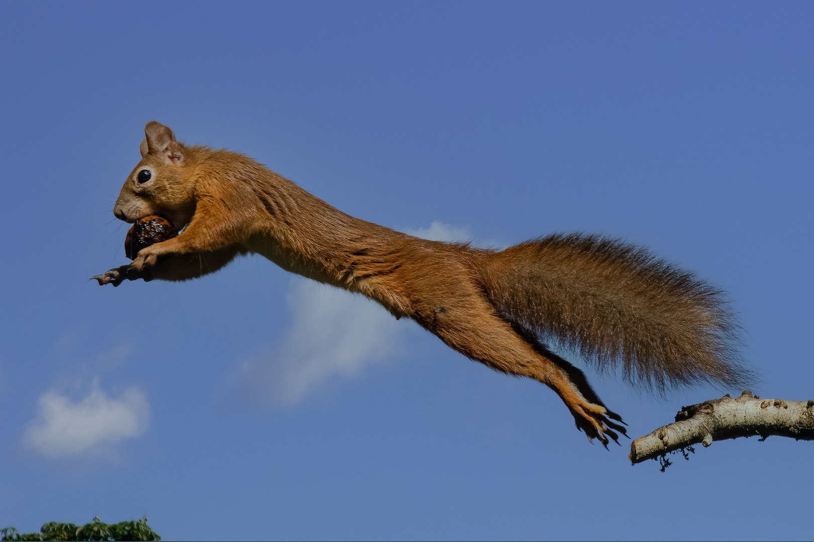 Eichhoernchensprung Foto & Bild | tiere, wildlife, säugetiere Bilder ...