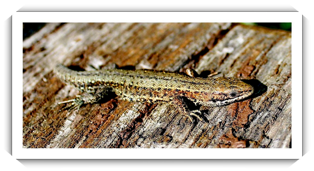 Eidechse Foto & Bild | tiere, wildlife, amphibien & reptilien Bilder ...