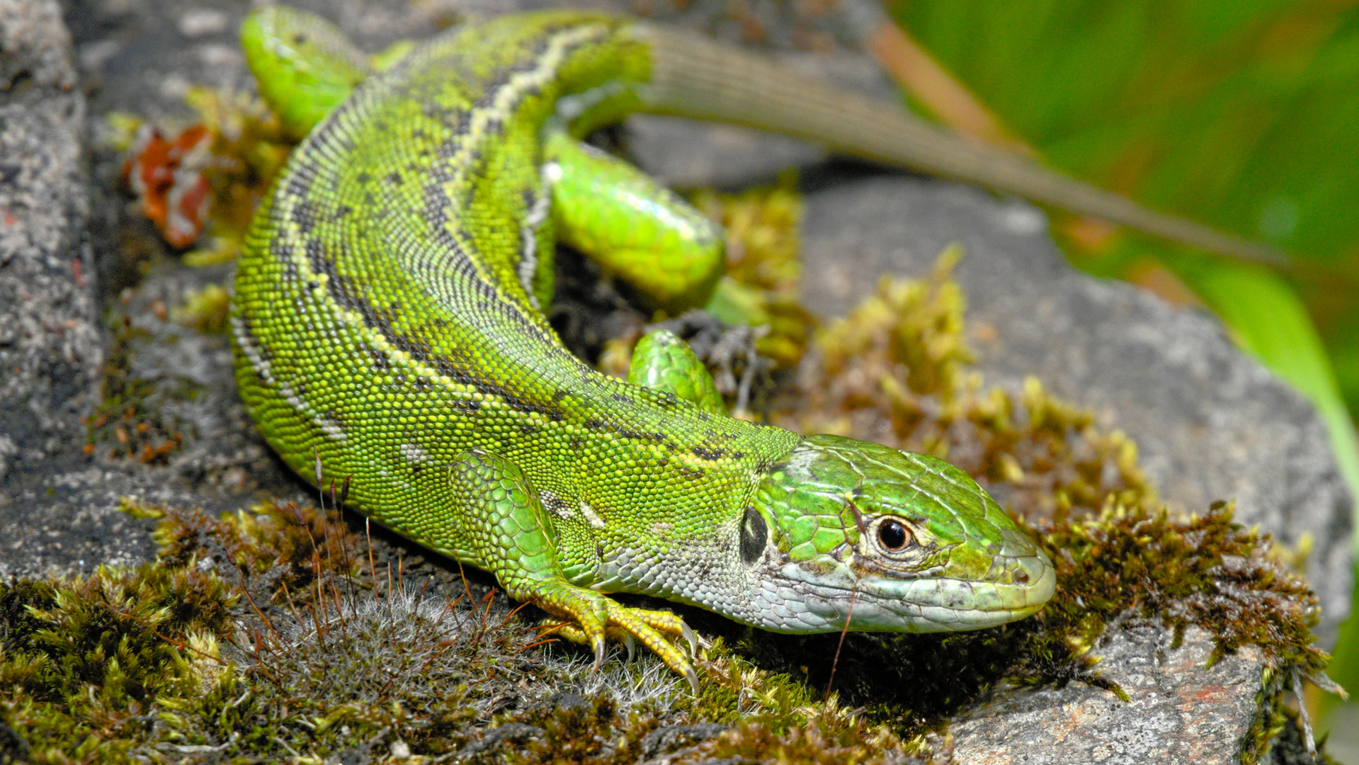 Eidechse und Fotograf Foto & Bild | tiere, wildlife, amphibien & reptilien Bilder auf fotocommunity