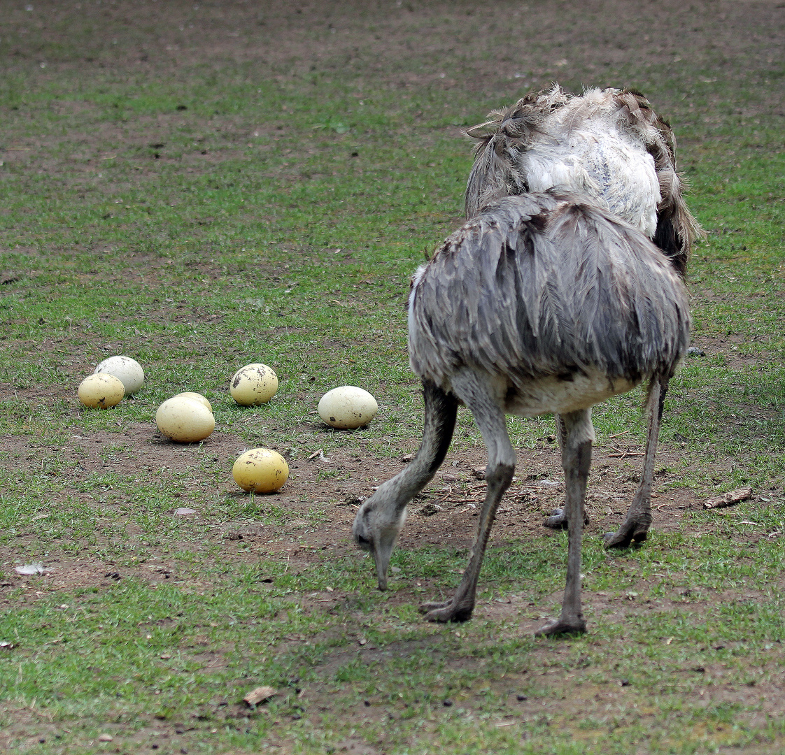 Eier -1- Strauß Foto & Bild | natur - tiere, vögel, eier Bilder auf ...
