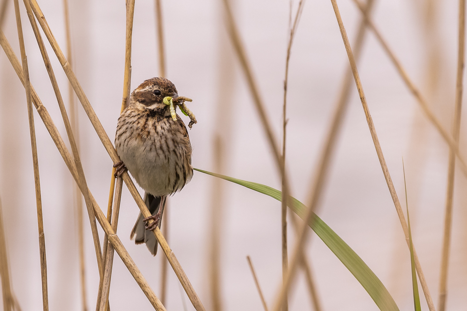 Eifrig... Foto & Bild | natur, germany, tiere Bilder auf fotocommunity