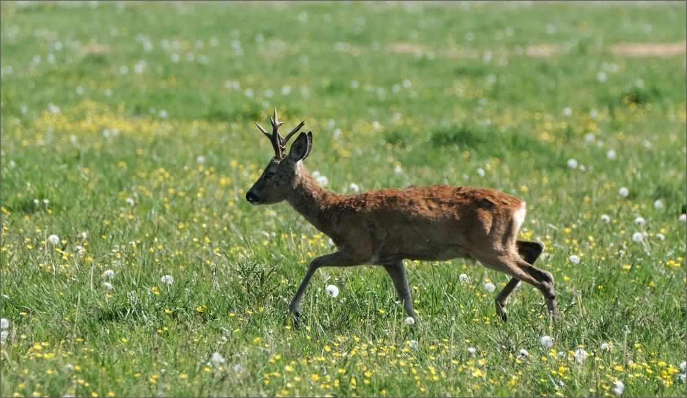 eigenartiges gehörn Foto & Bild | tiere, wildlife, säugetiere Bilder ...