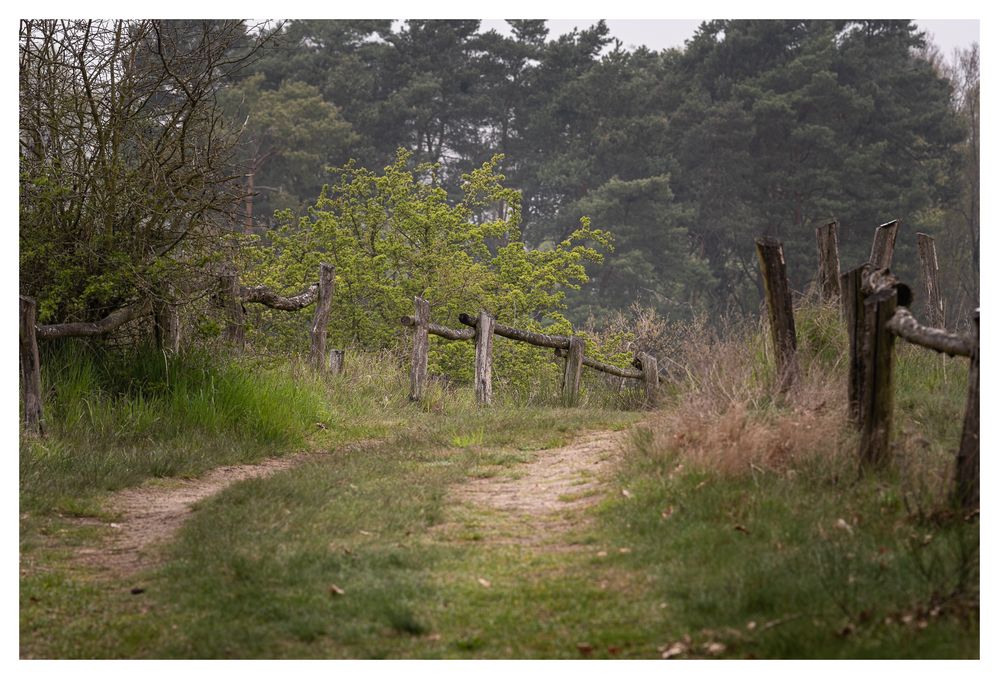 eigene Wege Foto & Bild | landschaft, wald, wege und pfade Bilder auf ...