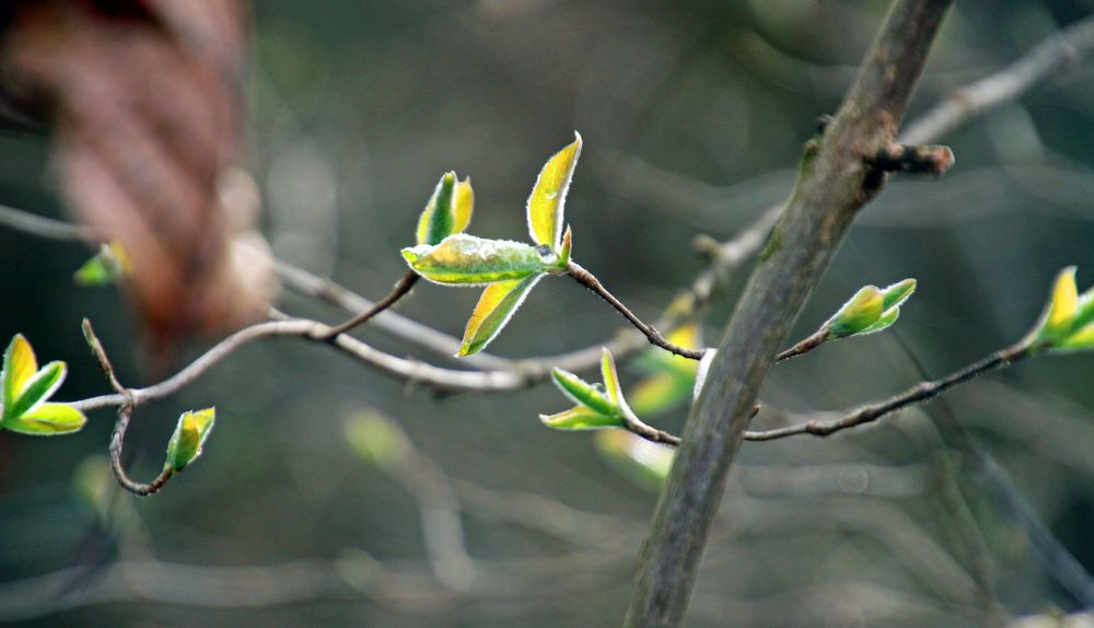 Eigentlich banal.... Foto & Bild | natur, knospen, pflanzen Bilder auf ...