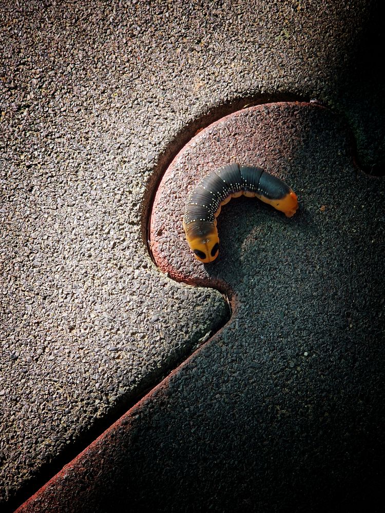 Eigentlich eine gute Tarnung... Foto & Bild | linien, raupe, fight club ...