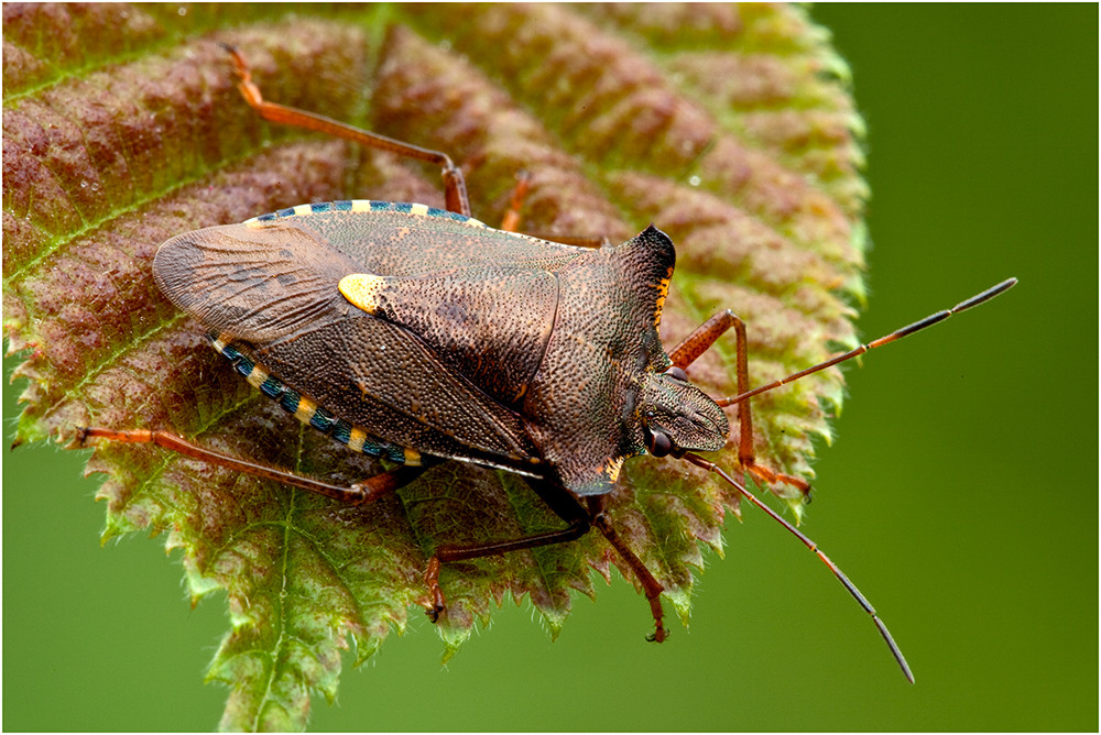 Eigentlich müßte sie Blattwanze heißen die Baumwanze :-) Foto & Bild ...