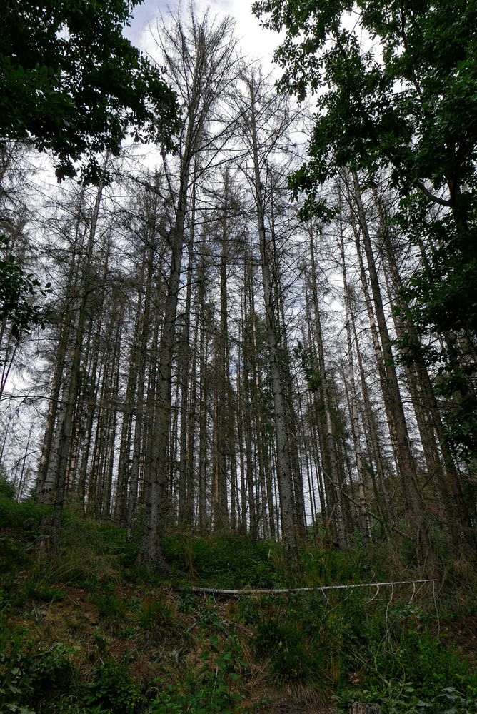 Eigentlich ... sollten diese Nadelbaumkronen den Durchblick auf den ...