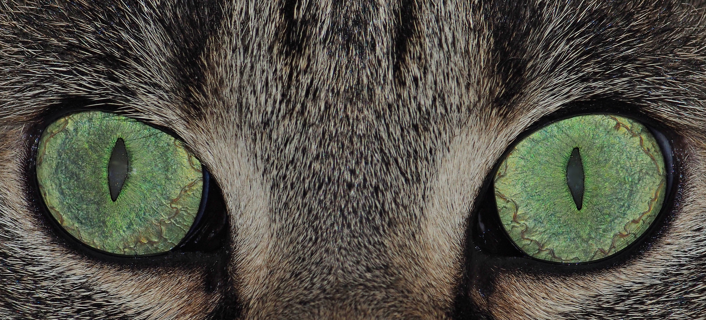 Eigentlich wars nur ein Test - Katzenaugen Foto & Bild | kater, katzen ...