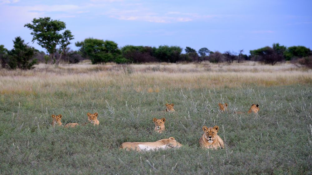 Eight lions II Foto & Bild | africa, southern africa, tiere Bilder auf ...