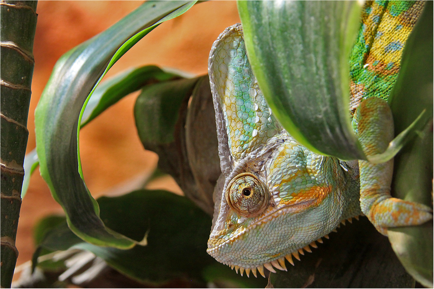 Eile mit Weile Foto & Bild | indoor, natur, porträt Bilder auf ...