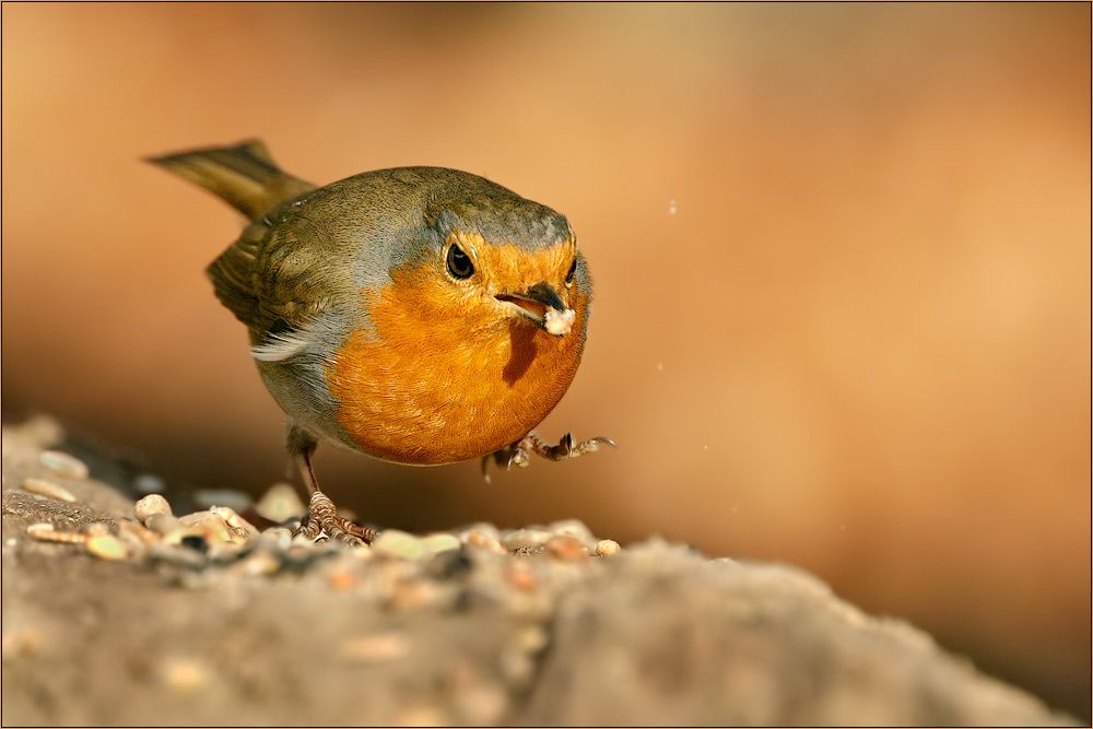 Eilig... Foto & Bild | tiere, wildlife, wild lebende vögel Bilder auf ...