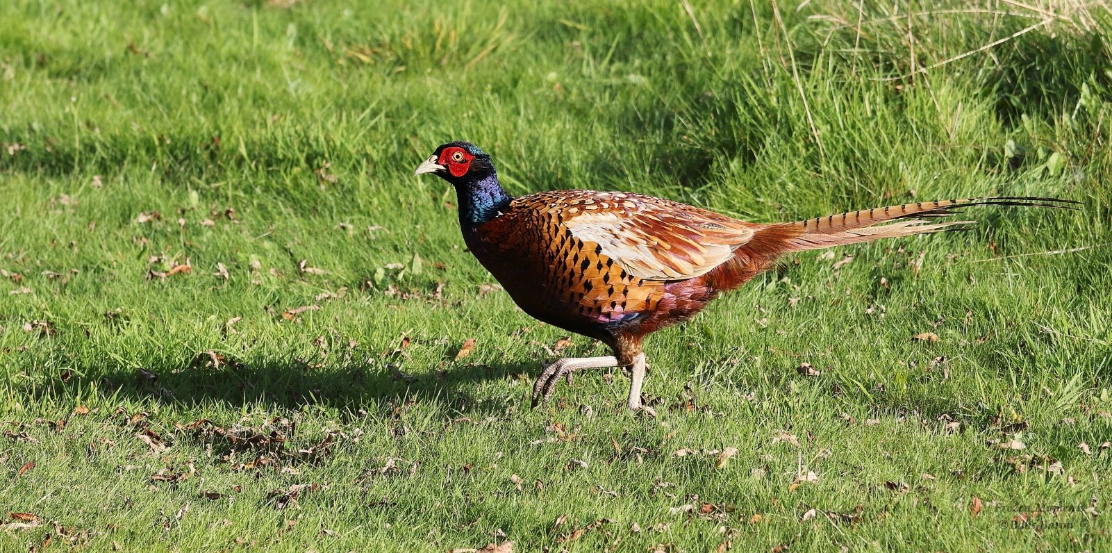 EILIG Foto & Bild | nature, vogel, hahn Bilder auf fotocommunity