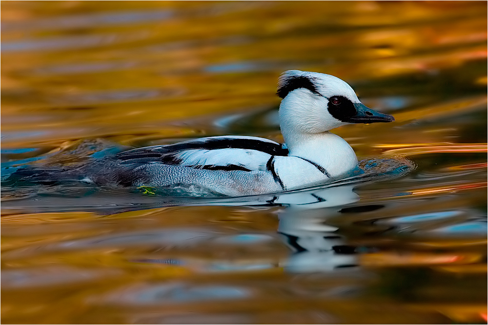 Eilig Foto & Bild | tiere, zoo, wildpark & falknerei, vögel Bilder auf ...
