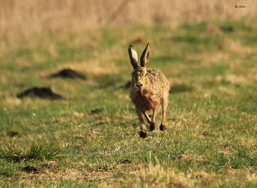 Eilig unterwegs..... Foto & Bild | tiere, wildlife, säugetiere Bilder ...
