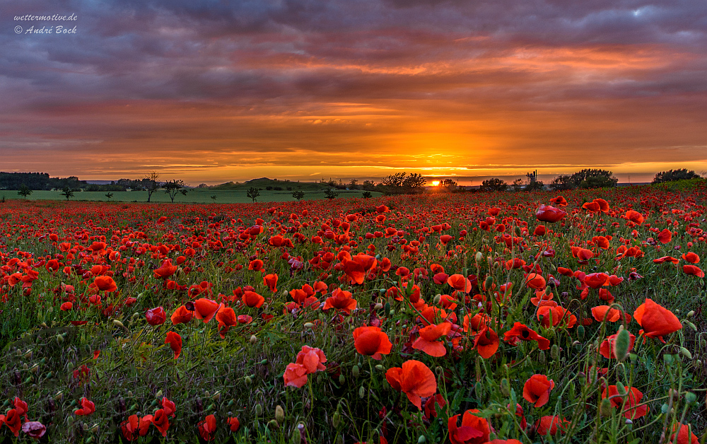 Ein Abend am Mohnfeld Foto & Bild | sonnenuntergang, rot, sommer Bilder ...