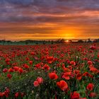 Ein Abend am Mohnfeld Foto & Bild | sonnenuntergang, rot, sommer Bilder ...