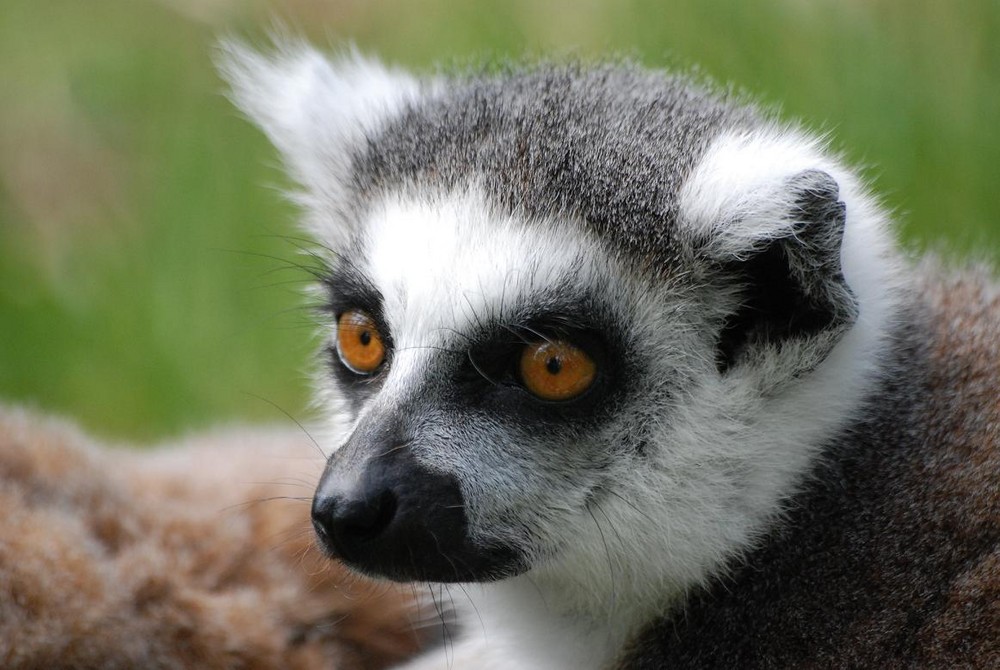 Ein Affe ausm Zoo :) Foto & Bild | tiere, zoo, wildpark & falknerei ...