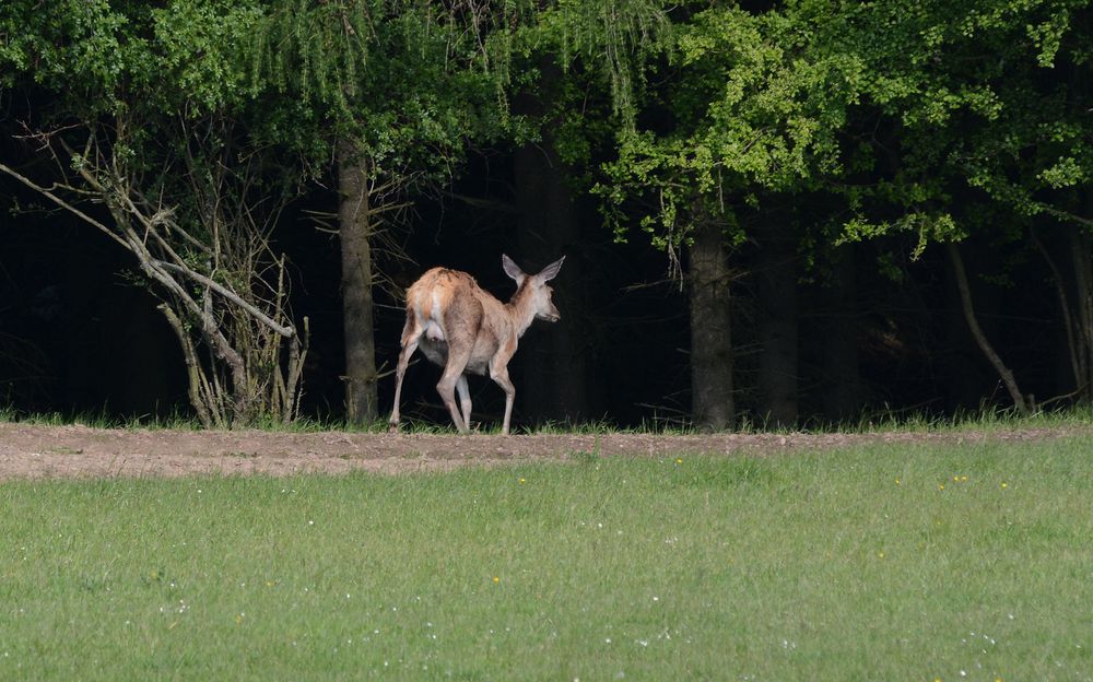 Ein Alttier sucht sein Kalb zum Säugen auf. Foto & Bild | natur ...