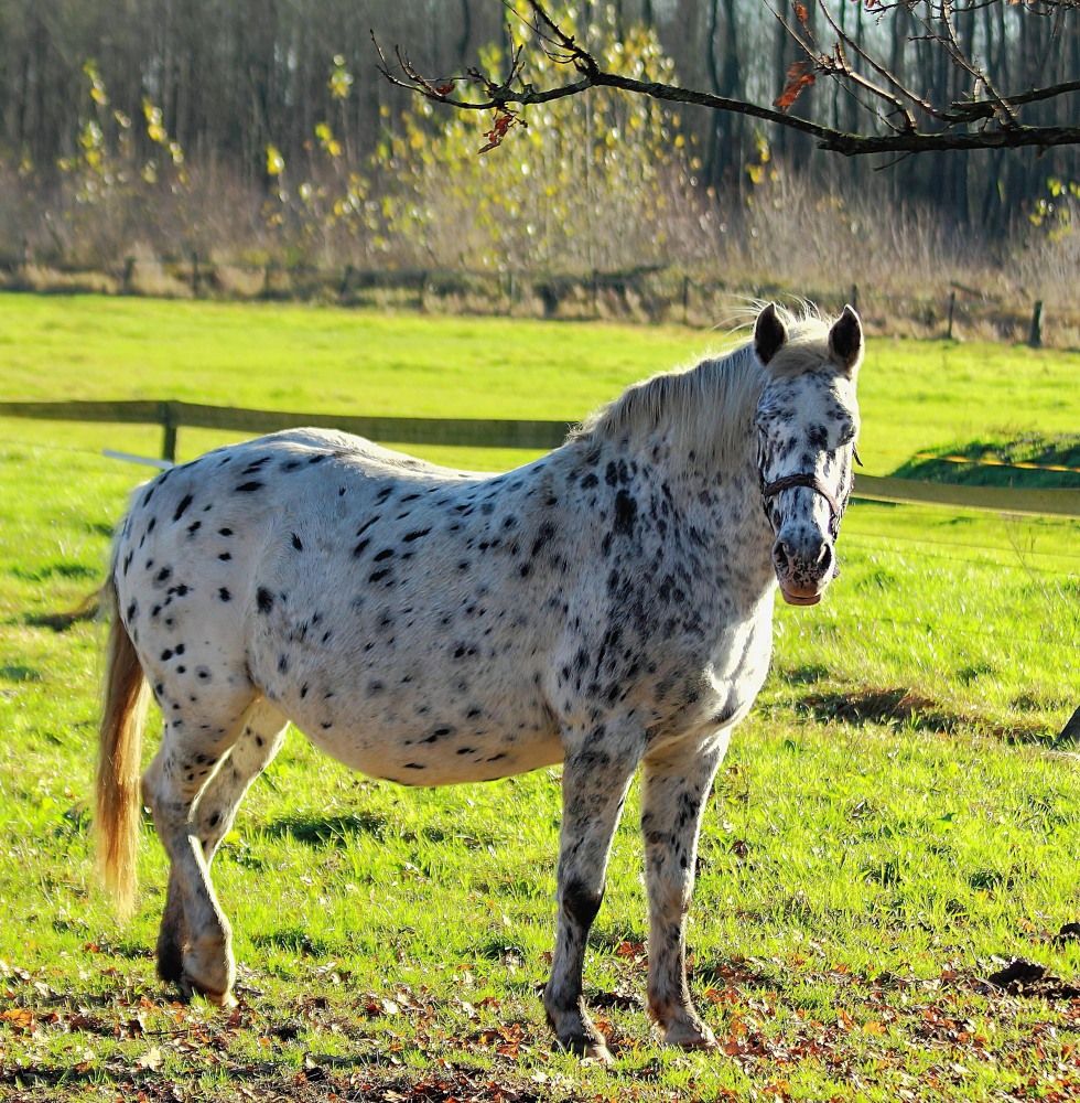 ein Apfelschimmel...denke ich Foto & Bild | natur, pferde, tiere Bilder ...