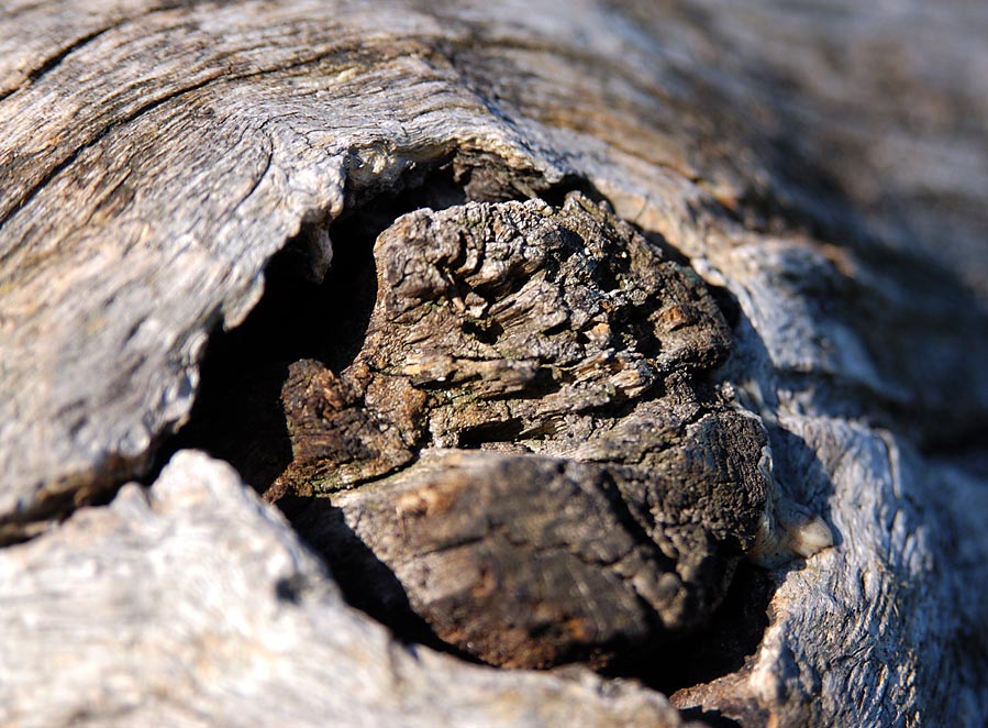 Ein Astloch..... Foto & Bild | sonstiges, natur Bilder auf fotocommunity
