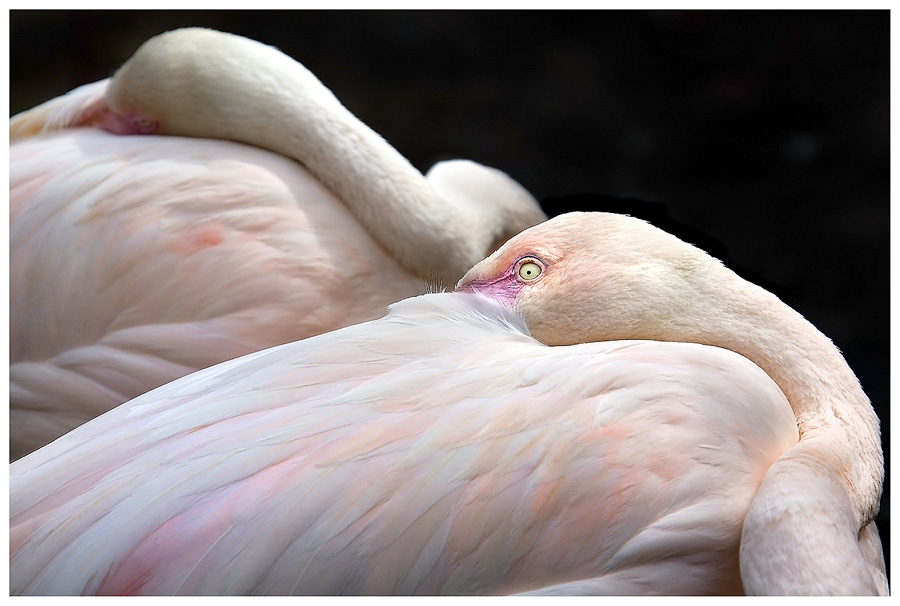 Ein Auge riskieren, oder ... Foto & Bild | archiv projekte naturchannel ...
