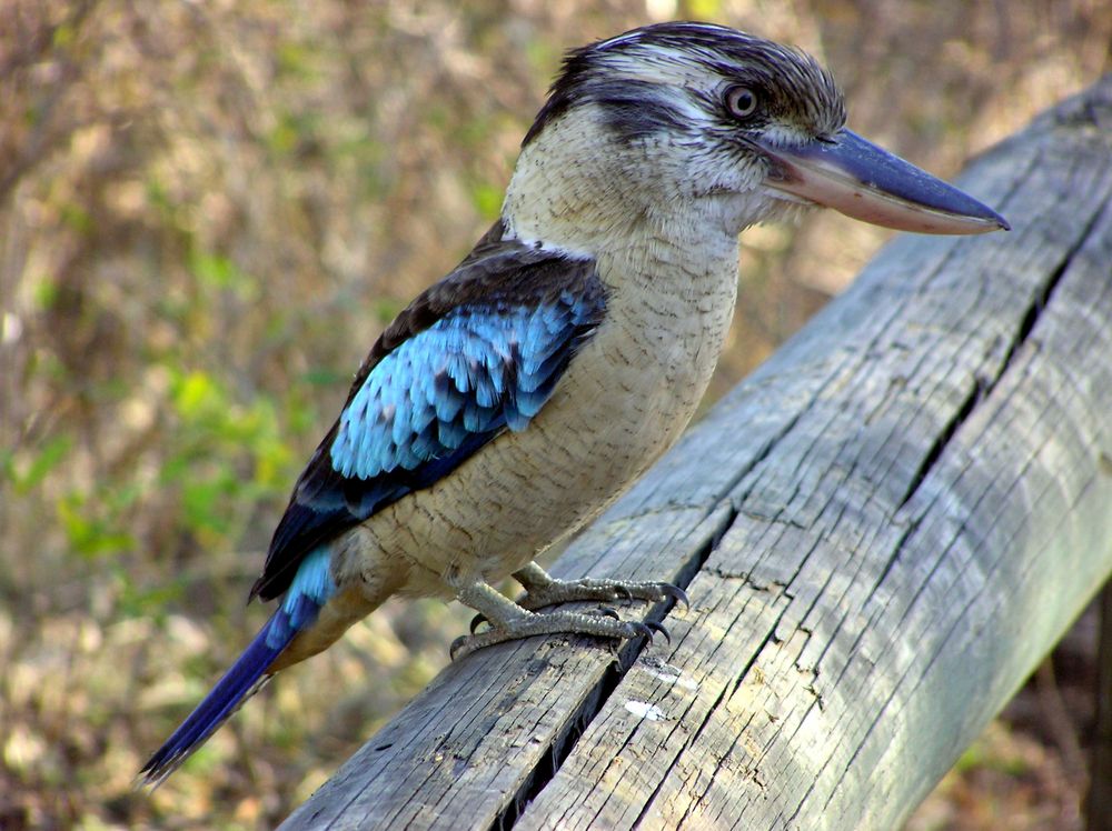 Ein australischer Eisvogel Foto & Bild | tiere, wildlife, wild lebende ...