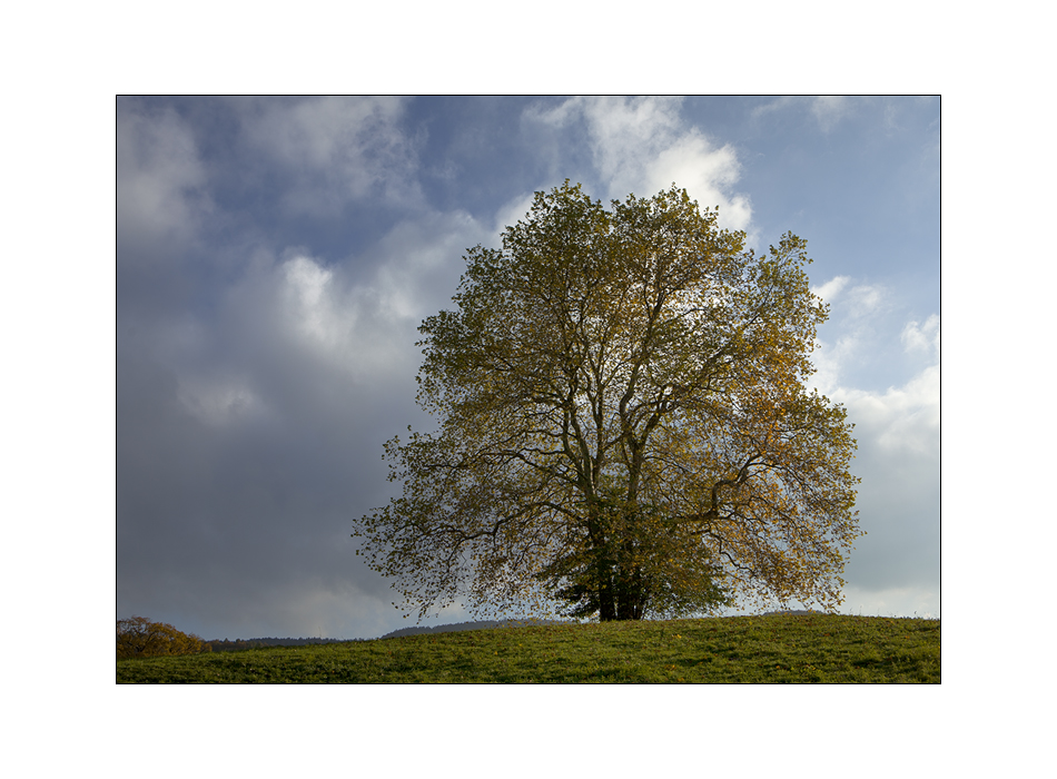 ein Baum Foto & Bild | natur Bilder auf fotocommunity